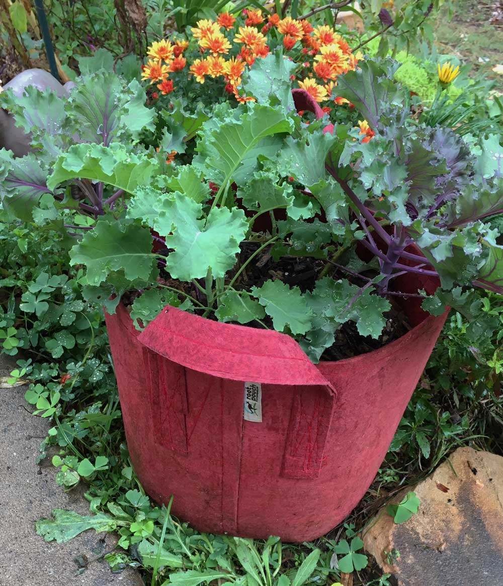 Root Pouch A Helpful New Tool For Patio And Container Gardening Root Pouch A Helpful New Tool For Patio And Container Gardening